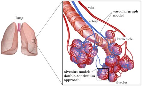 Pulmonary Capillaries And Alveoli