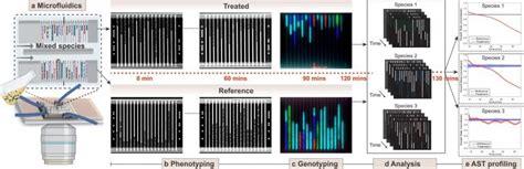 Microfluidic Assisted Analysis Of Antibiotic Susceptibility Ufluidix
