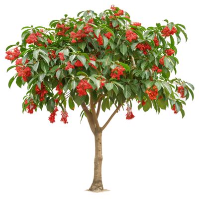 Valentine Tree PNGs For Free Download