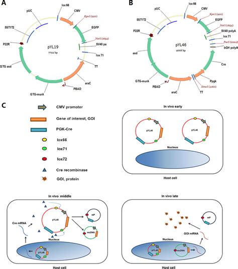 Principle Of Cre Recombinase Mediated In Vivo Minicircle Dna Crim Download Scientific Diagram