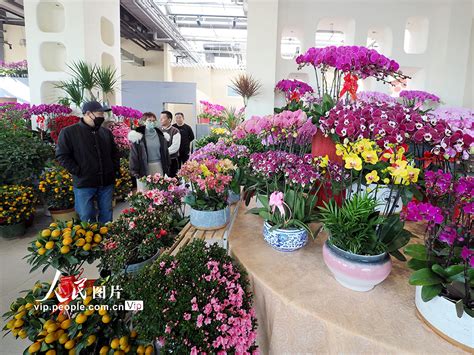 2024北京迎春年宵花展举行 图片频道 人民网