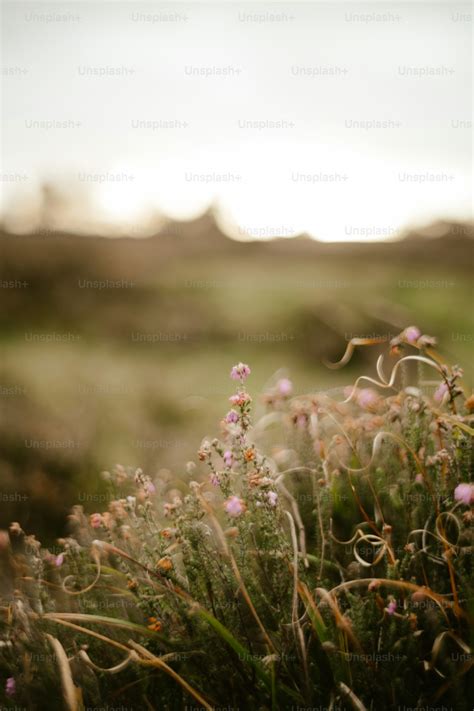 Imágenes De Ericaceae Descarga Imágenes Gratuitas En Unsplash