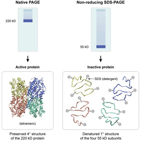 Non Reducing Sds Page Denatures Proteins Into Primary Structure R Mcat