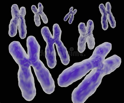 Human Chromosomal Stock Illustrations 127 Human Chromosomal Stock