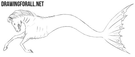 Hippocampus Drawing Sketch Drawing Skill
