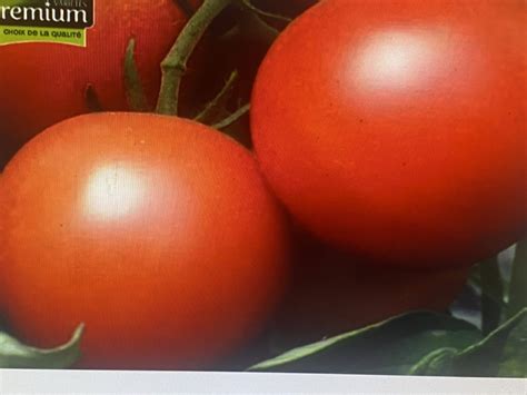 Paoline F1 Outdoor Tomato Medwyns Of Anglesey