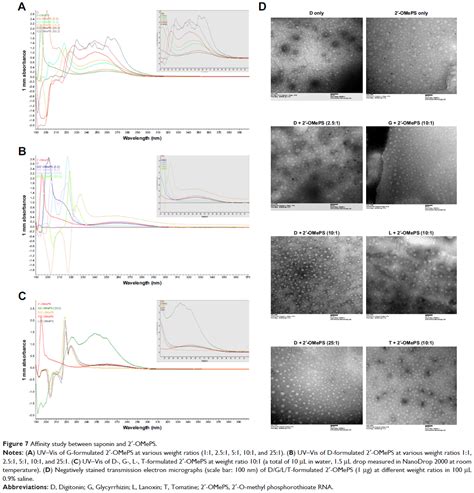 Saponins Enhance Exon Skipping Of 2′ O Methyl Phosphorothioate O Dddt