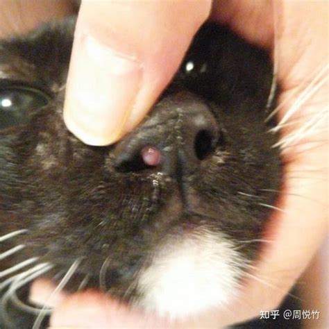 猫鼻子长息肉要做手术吗 知乎