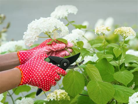 Should You Prune Hydrangeas In The Spring Should You Prune Hydrangeas In The Spring