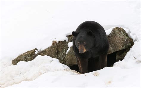 When Do Bears Hibernate Timing And 7 Amazing Facts A Z Animals