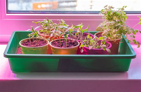 식물 등대 아래 플라스틱 냄비에 모종 식물은 집에서 씨앗에서 자랍니다 창턱에 비타민 녹색 겨울철에 빛을 발하는 파이토램프 0명에 대한 스톡 사진 및 기타 이미지 Istock