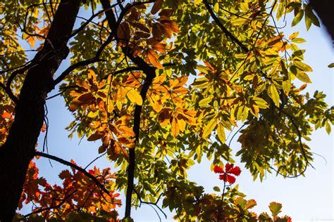 참나무~떡갈나무의 가을 春江 마로니에