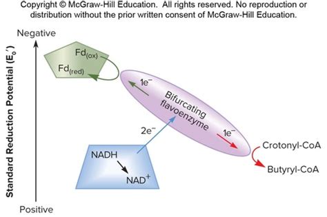 Lecture 9 Methanogenesis And Methylotrophy Flashcards Quizlet