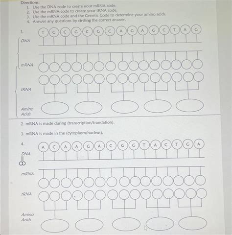 Solved Directions 1 Use The Dna Code To Create Your Mrna