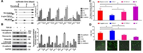 Hf Downregulates Tgf B1 Induced Emt Marker Expression In Ipec J2