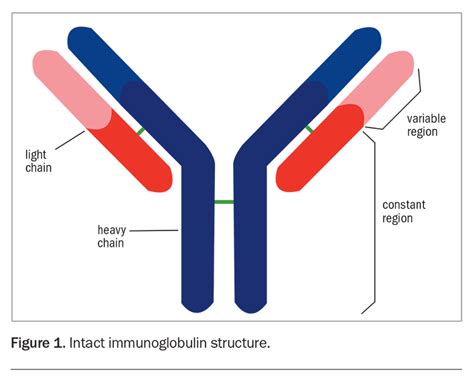 Multiple Myeloma In General Practice A Guide To Diagnosis And Management Medicine Today