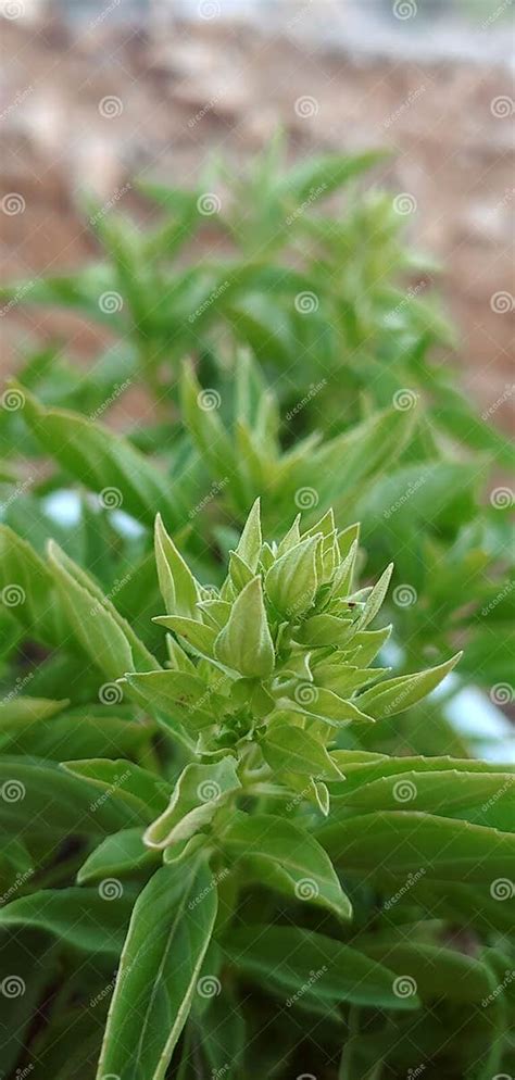 A Photograph Of Bitter Leaf Plant And X28 Vernonia Amygdalinaand X29