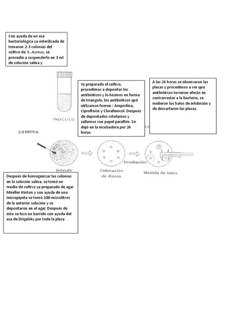 Antibiograma S Aureus Pdf