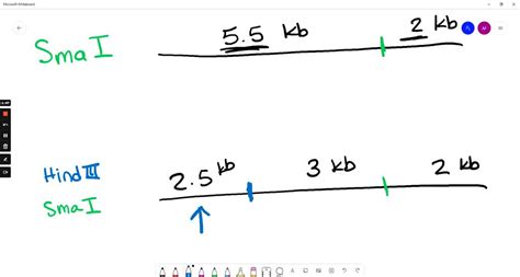 A Linear Fragment Of Dna Is Cleaved With The Individual Restriction Enzymes Hindiii And Smai