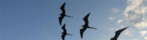 24 Biomimicry Examples Inspired By Natures Genius