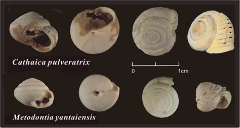 Photos Showing The Shell Morphology Of The Two Species Of Land Snails Download Scientific