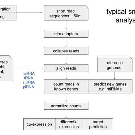 Typical Workflow For SncRNA Seq Analysis This Is Almost The Same As Download Scientific