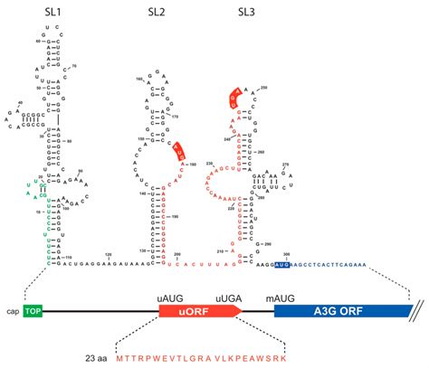Schematic Representation Of The 5′ Utr Of A3g Mrna The Secondary