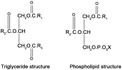 Comparison Between The Structure Of Triglyceride And That Of Download Scientific Diagram