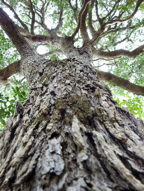 What Is An Autotroph And How Does It Work