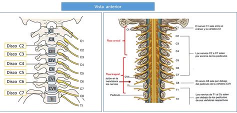 Nervios Cervicales O Nervios Raqu Deos Cervicales Dolopedia
