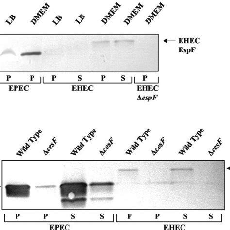 Ehec Espf And U Espf Can Functionally Substitute For Epec Espf The Download Scientific Diagram
