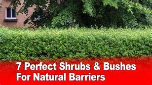 7 Perfect Shrubs And Bushes For Natural Barriers