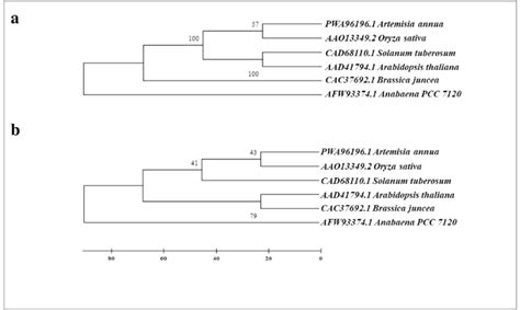 Phylogenetic Tree A UPGMA Method And B Maximum Parsimony Method Download Scientific Diagram