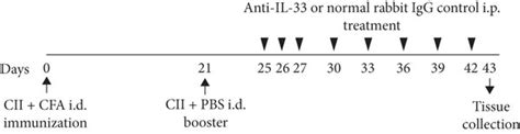 Induction Of Experimental Arthritis And Anti Il 33 Treatment Dba 1 Download Scientific Diagram