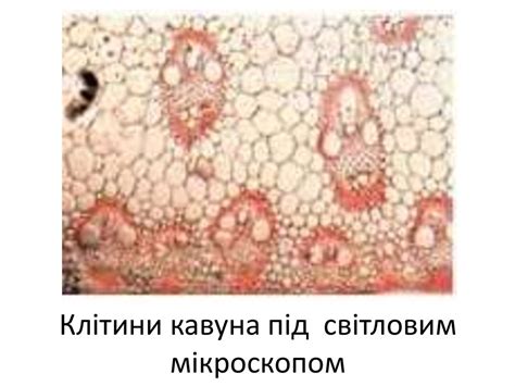 Будова рослин Клітини та тканини рослин презентация онлайн