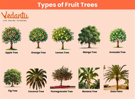 Different Types Of Trees With Names A Guide To Common Types Of Trees