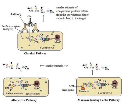 Complement Pathways Types Functions Regulation Microbe Online
