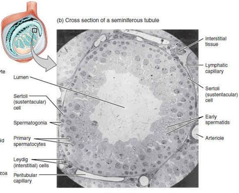 testis anatomy cross section