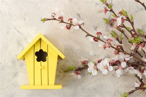 꽃이 만발한 가지 봄 꽃과 가벼운 콘크리트 테이블에 노란 새집 상위 뷰 0명에 대한 스톡 사진 및 기타 이미지 0명 3월 개념 Istock