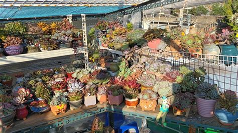 겨울나기 하우스 다육이들 다시수납 했어요~ 햇빛 많이 받게끔 생각하면서 햇빛고도 점점 낮아지니까옥상다육 Succulents Plants 노지 초보다육