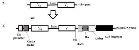 Schematic Overview Of Single Chain Variable Fragment ScFv Gene Download Scientific Diagram