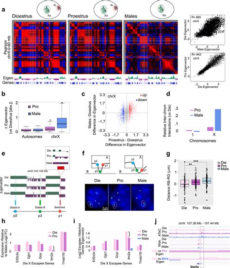 Compartmental Organization Of The X Chromosome In Vhip Neurons Across Download Scientific