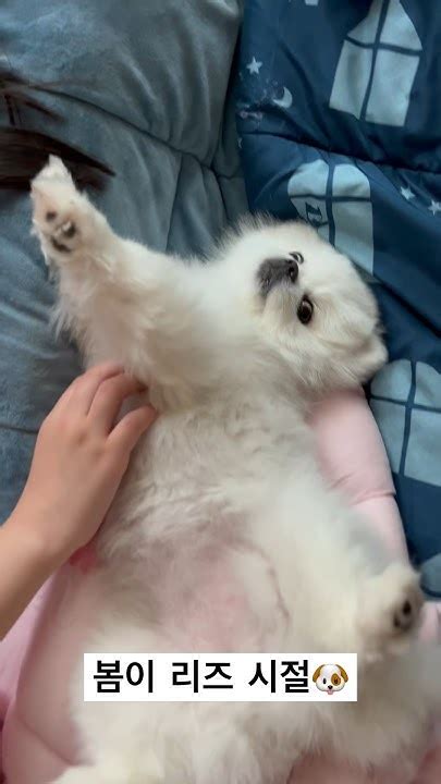 봄이 리즈시절ㅎㅎ 리즈시절 개귀여워 Youtube