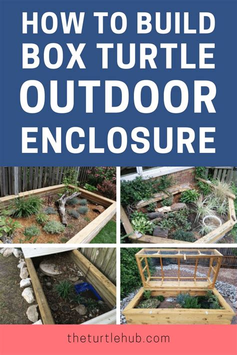 Best Plants For Outdoor Box Turtle Enclosure At Regina Kelly Blog