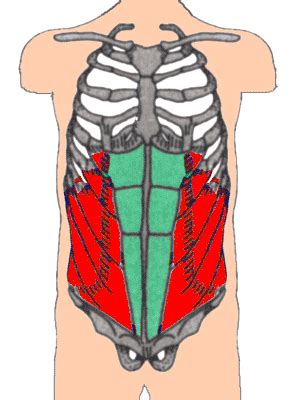 Anatomie Schräger Bauchmuskel