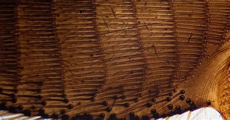 Under The Microscope 4x Objective Album On Imgur