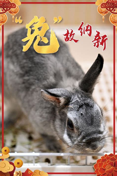 女子除夕夜去山庙祈福遇兔子带路 网友：玉兔领路发家致富 知乎