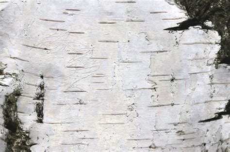 자작나무 껍질 자연 줄무늬 자작나무 텍스처와 자작나무 나무 껍질 세부의 자연 배경 0명에 대한 스톡 사진 및 기타 이미지 0명 가까운 거친 Istock