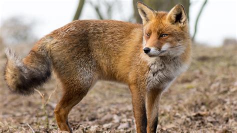 Fox becomes Durham County's 1st rabies case of the year - ABC11 Raleigh ...