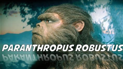 Australopithecus Robustus Body